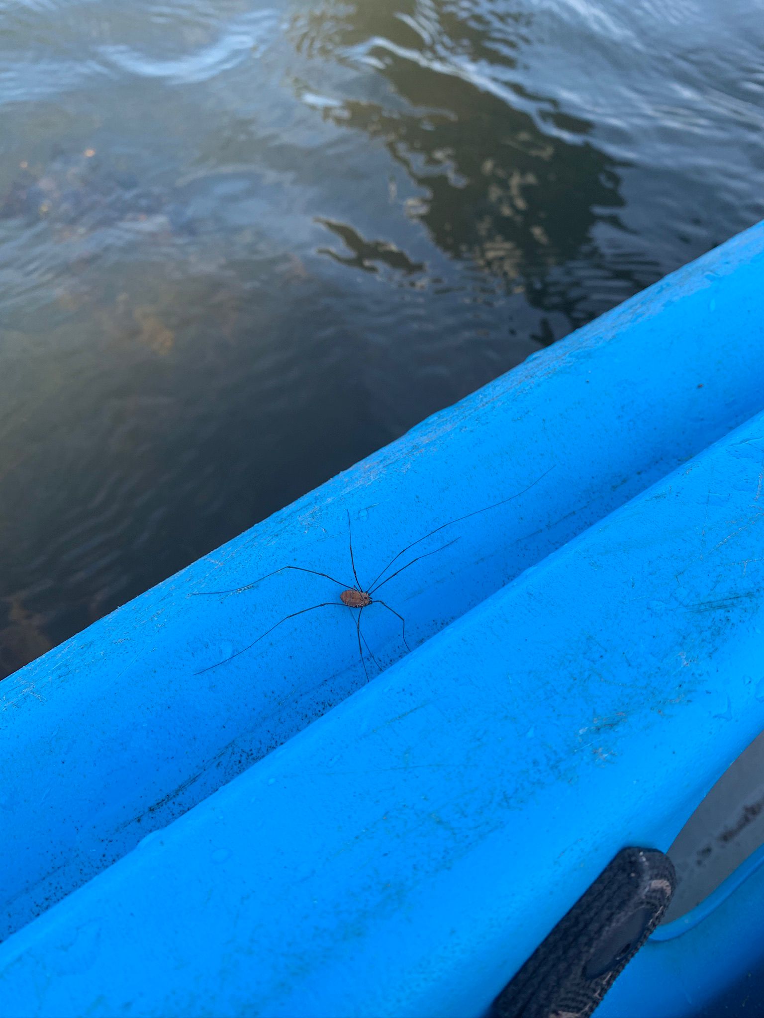 Geography on Vacation – Lake Hayward: Water, Air, Fire and Earth ...